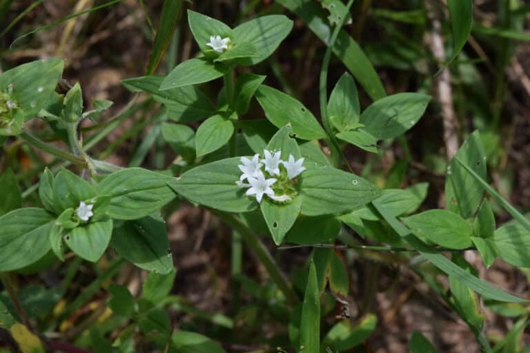 Weed Guide for South Florida Lawns: Identification & Removal | Floridist